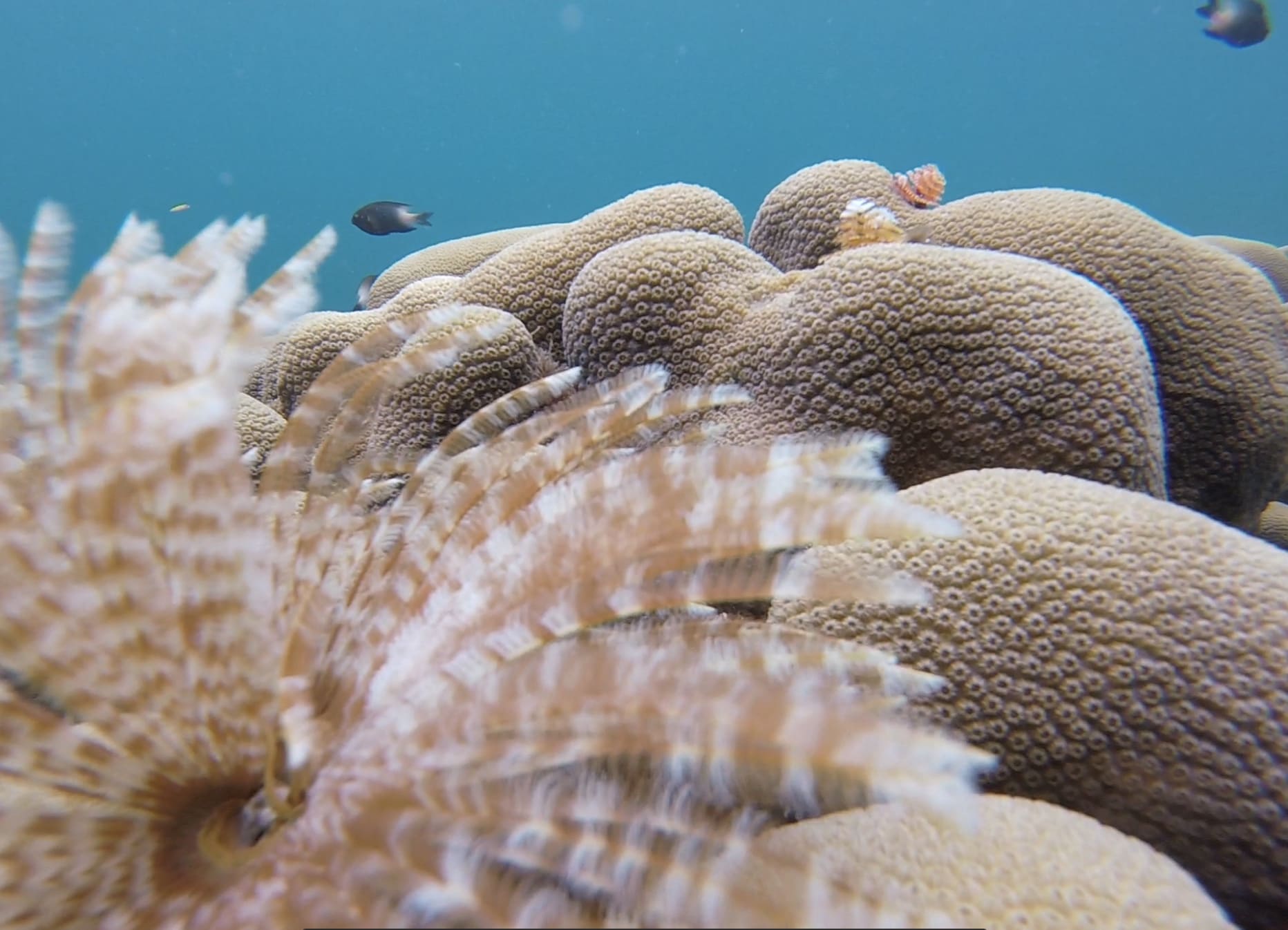 Sugar Beach, St. Lucia Catamaran Trip To Snorkel At The Coral Reef