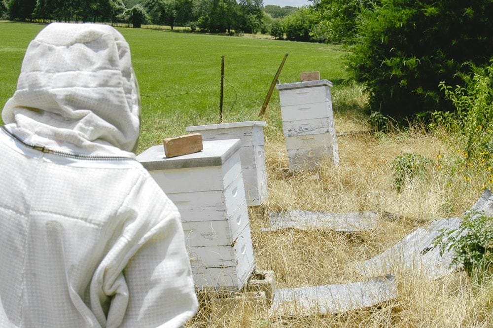 Beekeeping And Honey Production Photos At A Small Farm In East Texas