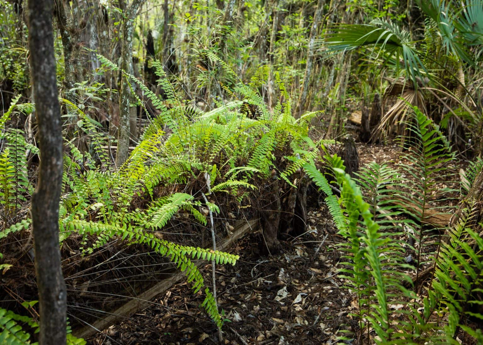 Hiking The Everglades Trails and Photographing Its Beautiful Environment